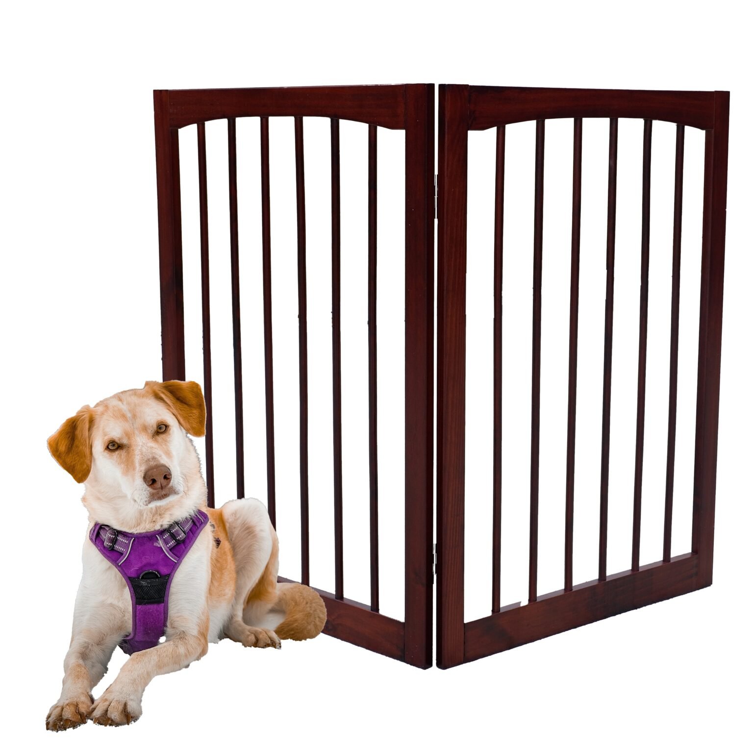 Lockable Clamshell Cat Door Direction Control Pet Safety Access - Free ...